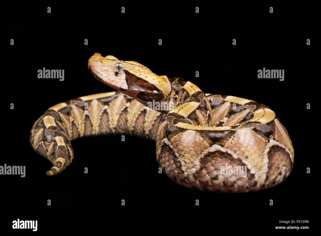 Rhinoceros viper (bitis nasicornis) hi-res stock photography and images ...