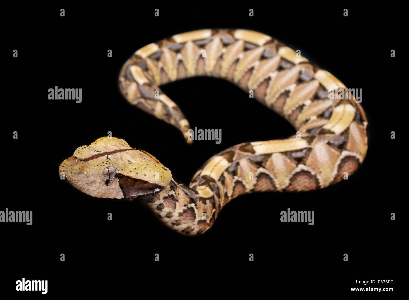 Rhinoceros viper (bitis nasicornis) hi-res stock photography and images ...