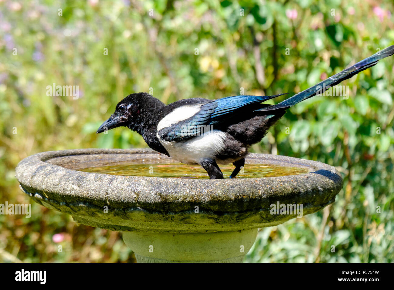 Summer heatwave birds hi-res stock photography and images - Alamy