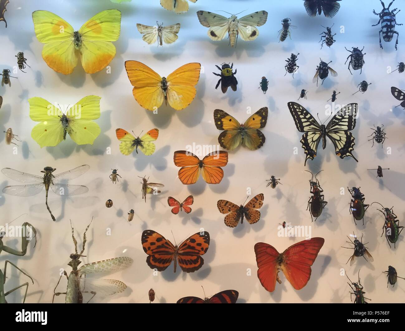 Unique insects hi-res stock photography and images - Alamy