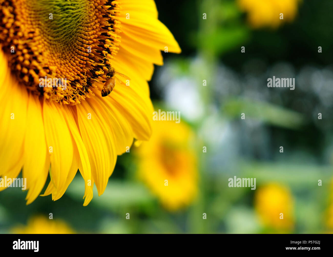 June 25, 2018 - Beijin, Beijin, China - Beijing, CHINA-25th June 2018 ...