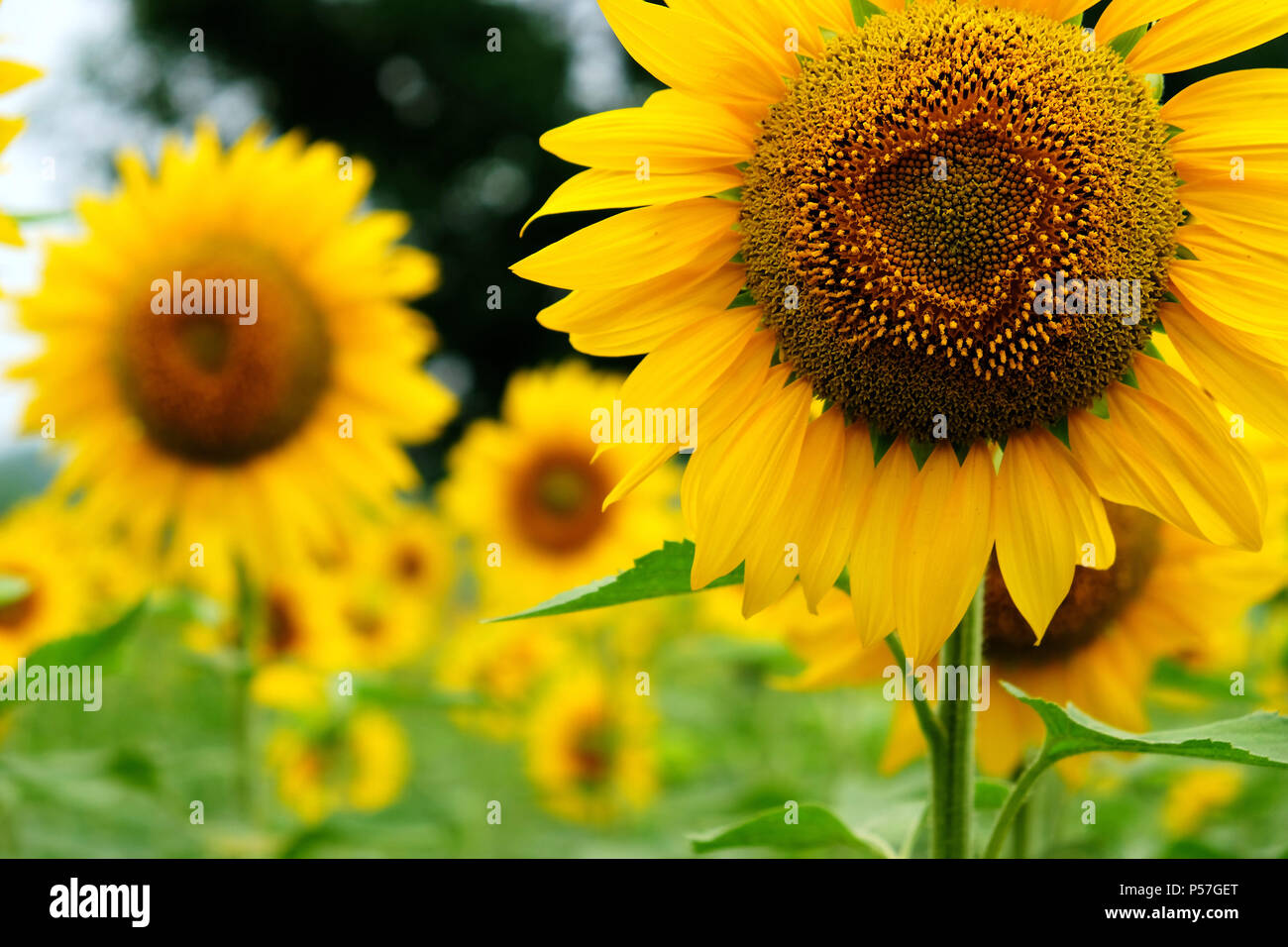 June 25, 2018 - Beijin, Beijin, China - Beijing, CHINA-25th June 2018 ...