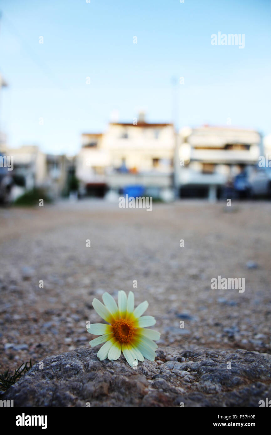 Lonely flower hi-res stock photography and images - Alamy