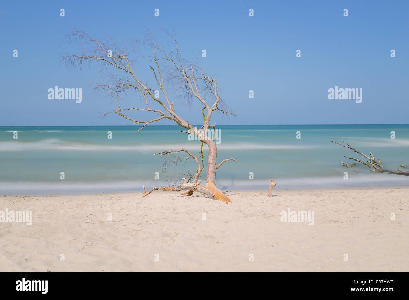 Old tree on the beach with blue sky Stock Photo - Alamy