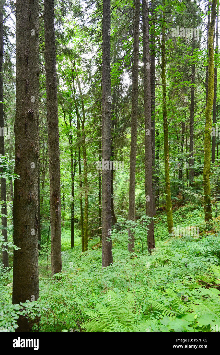 High slender tree trunks and a fern in a mixed forest Stock Photo - Alamy