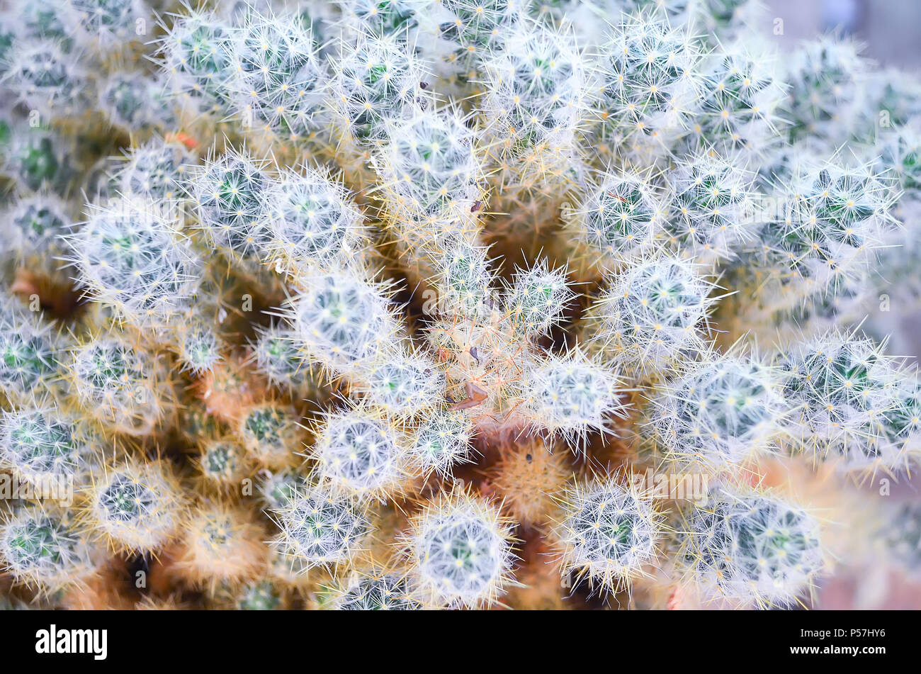 Cactus houseplants hi-res stock photography and images - Alamy