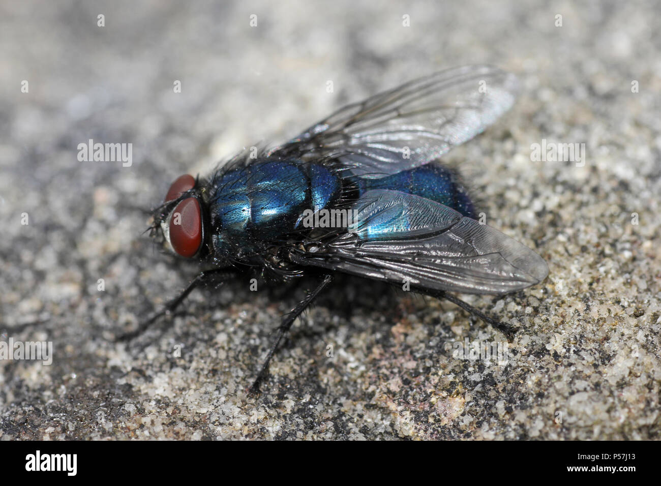 Bluebottle fly a.k.a. Bottlebee Calliphora vomitoria Stock Photo - Alamy