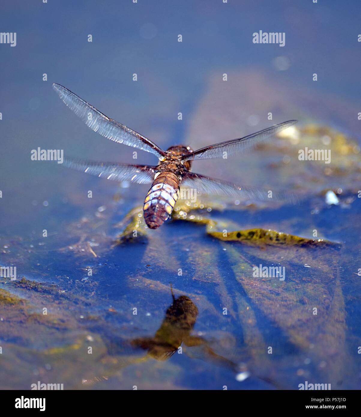 Dragonfly in flight over pond water close-up Macro Stock Photo - Alamy