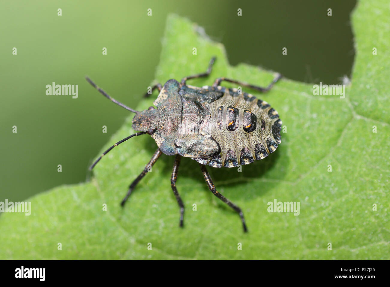 Red-legged Shieldbug a.k.a. Forest Bug Pentatoma rufipes - final instar ...