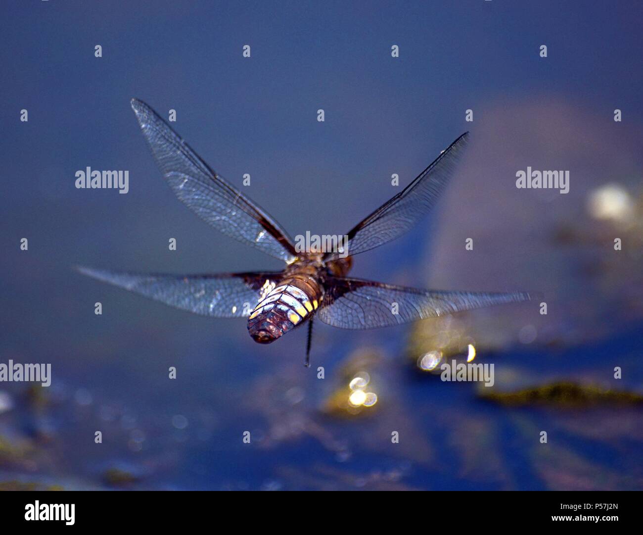 Dragonfly Flying Over Water