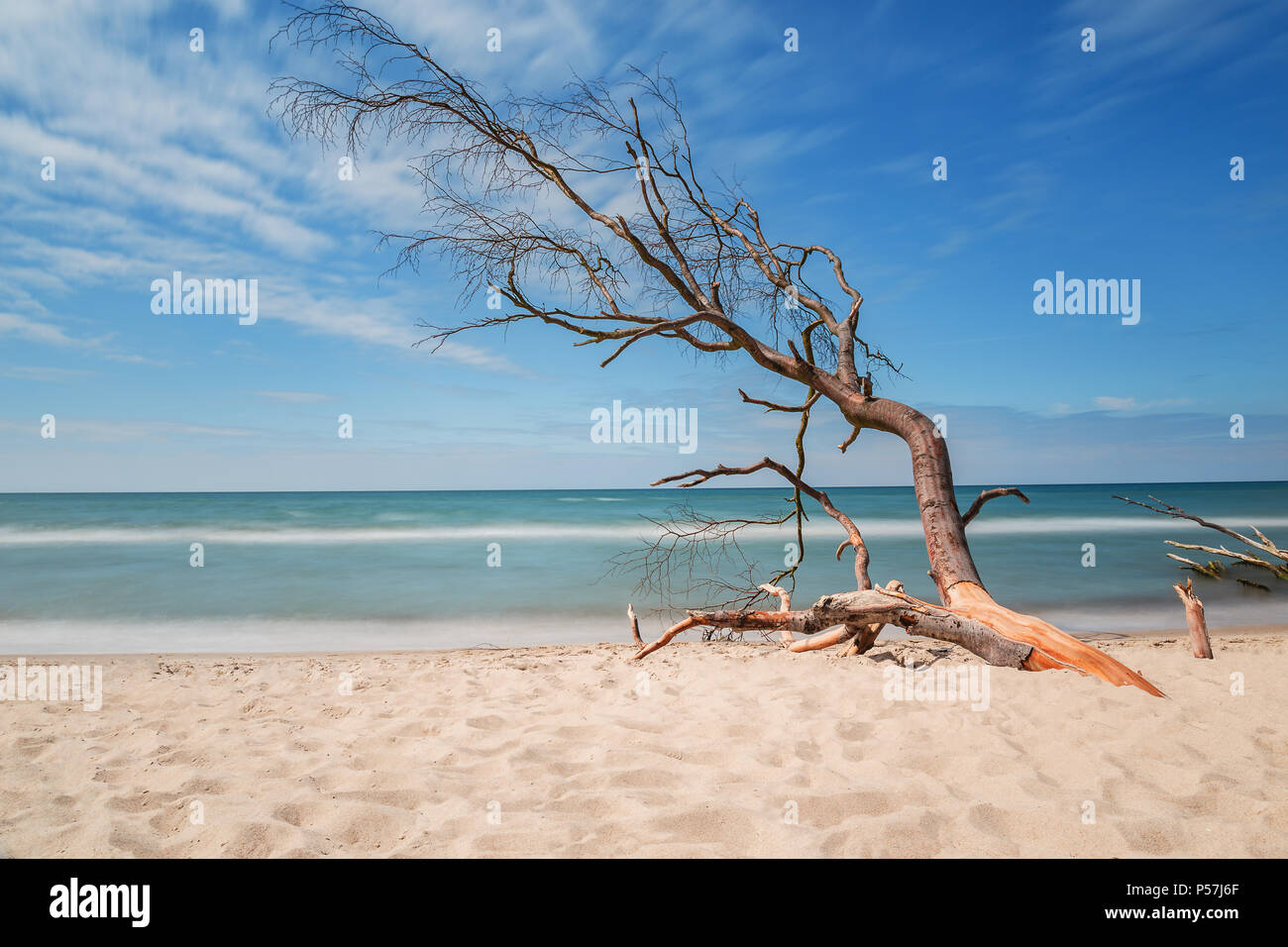 Old tree on the beach with blue sky Stock Photo - Alamy