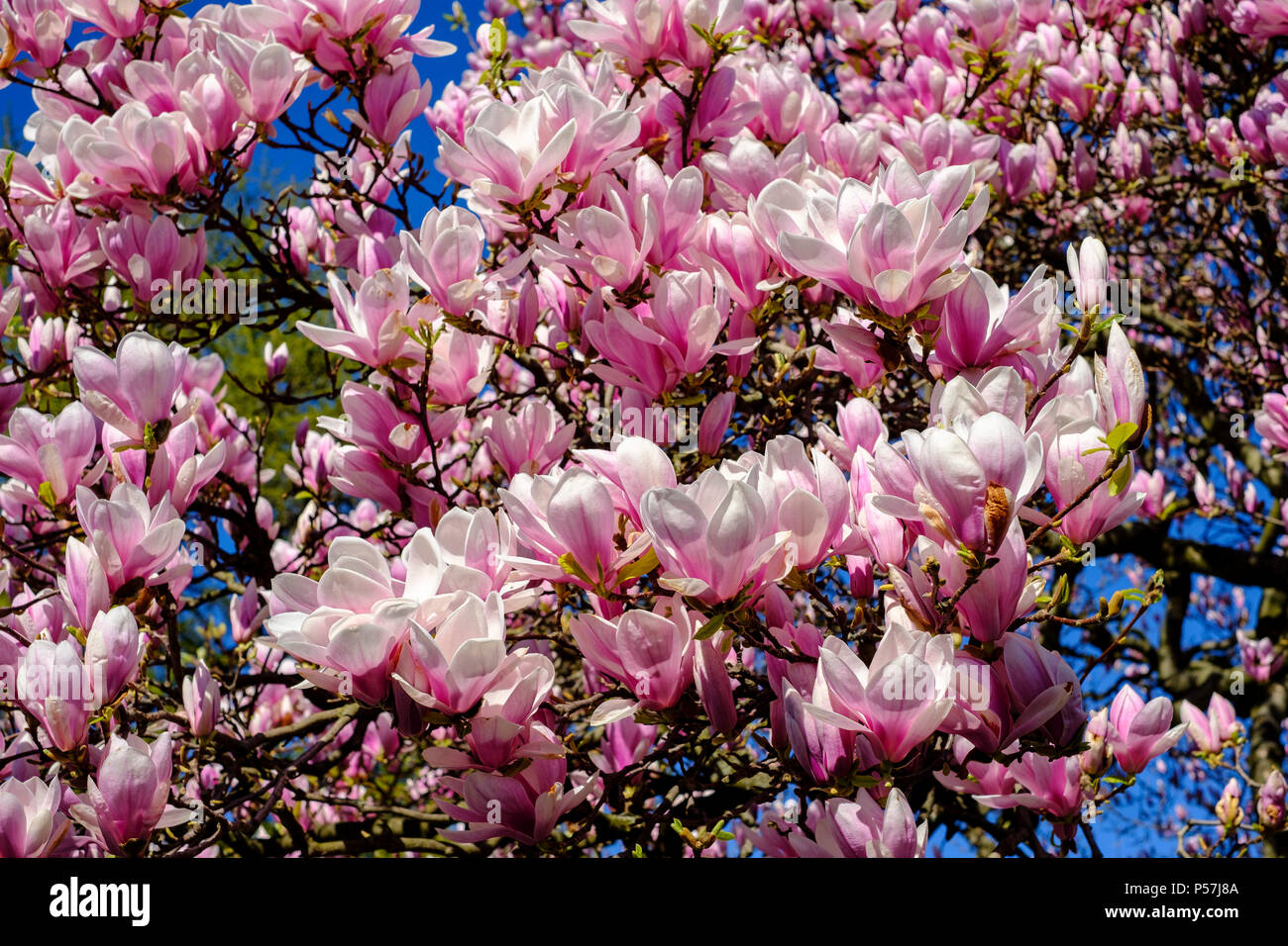 Blooming magnolia tree, pink flowers, blue sky, Alsace, France, Europe ...