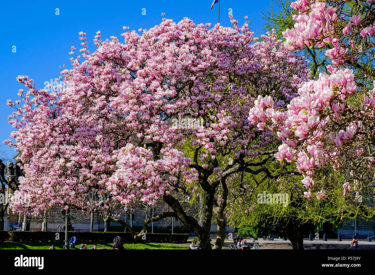 Magnolia trees hi-res stock photography and images - Alamy