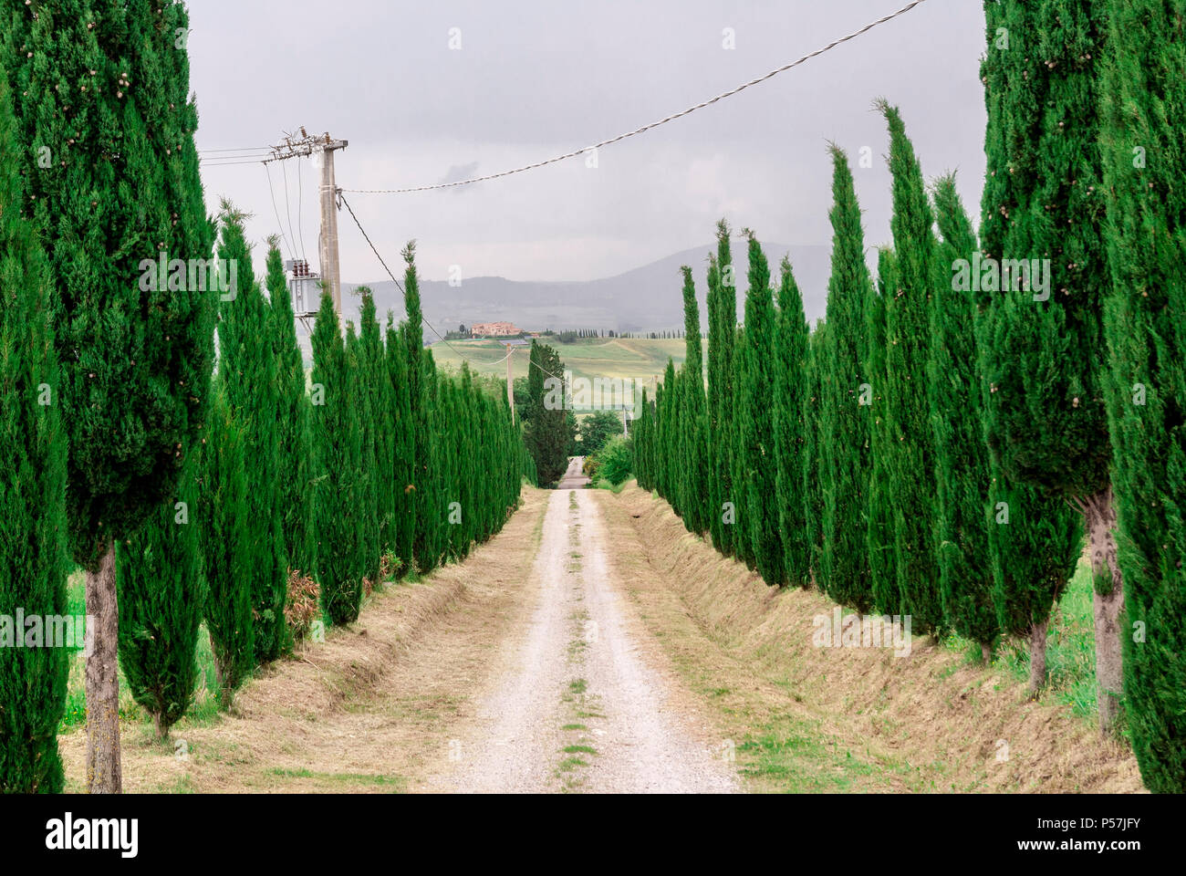 Cypress trees,Crete Senesi,Tuscany,Italy,2018 Stock Photo - Alamy