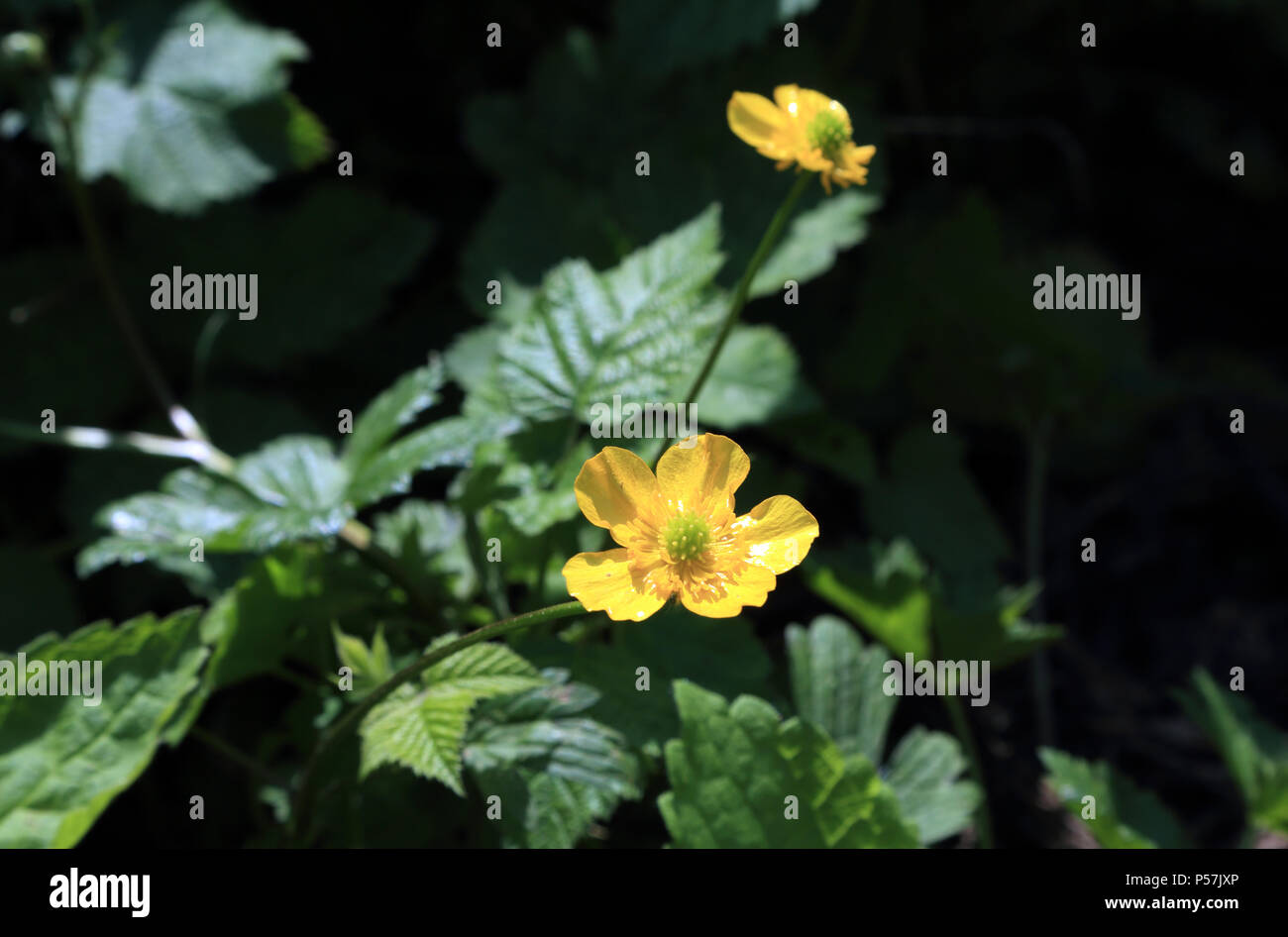 Yellow flower on trackside at Track near Pemsey Farm, Brabourne Lees ...