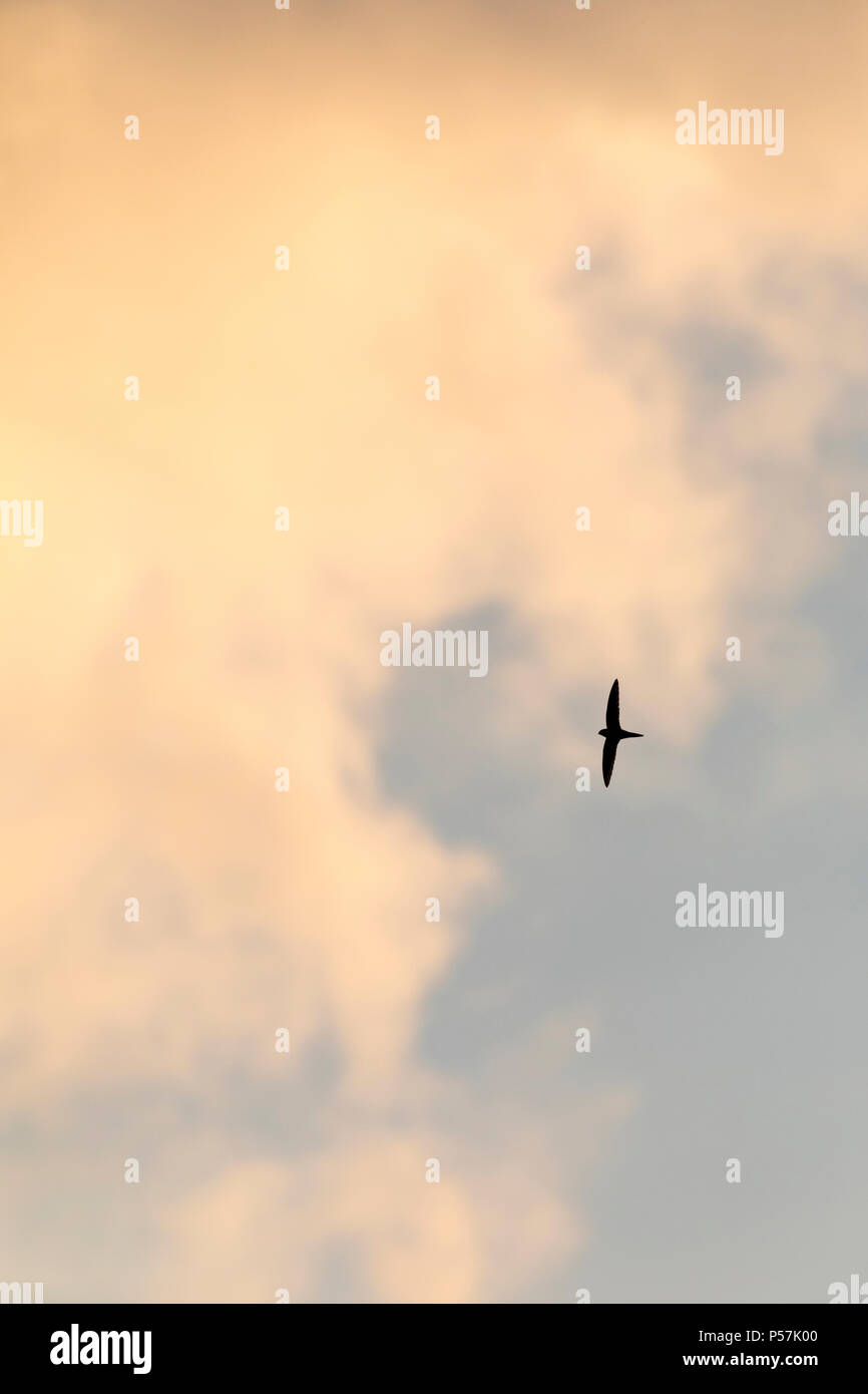 Single Flying Bird Silhouette