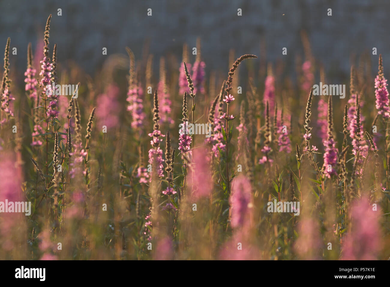 Field of pink wildflowers on green grass at summer sunset Stock Photo ...