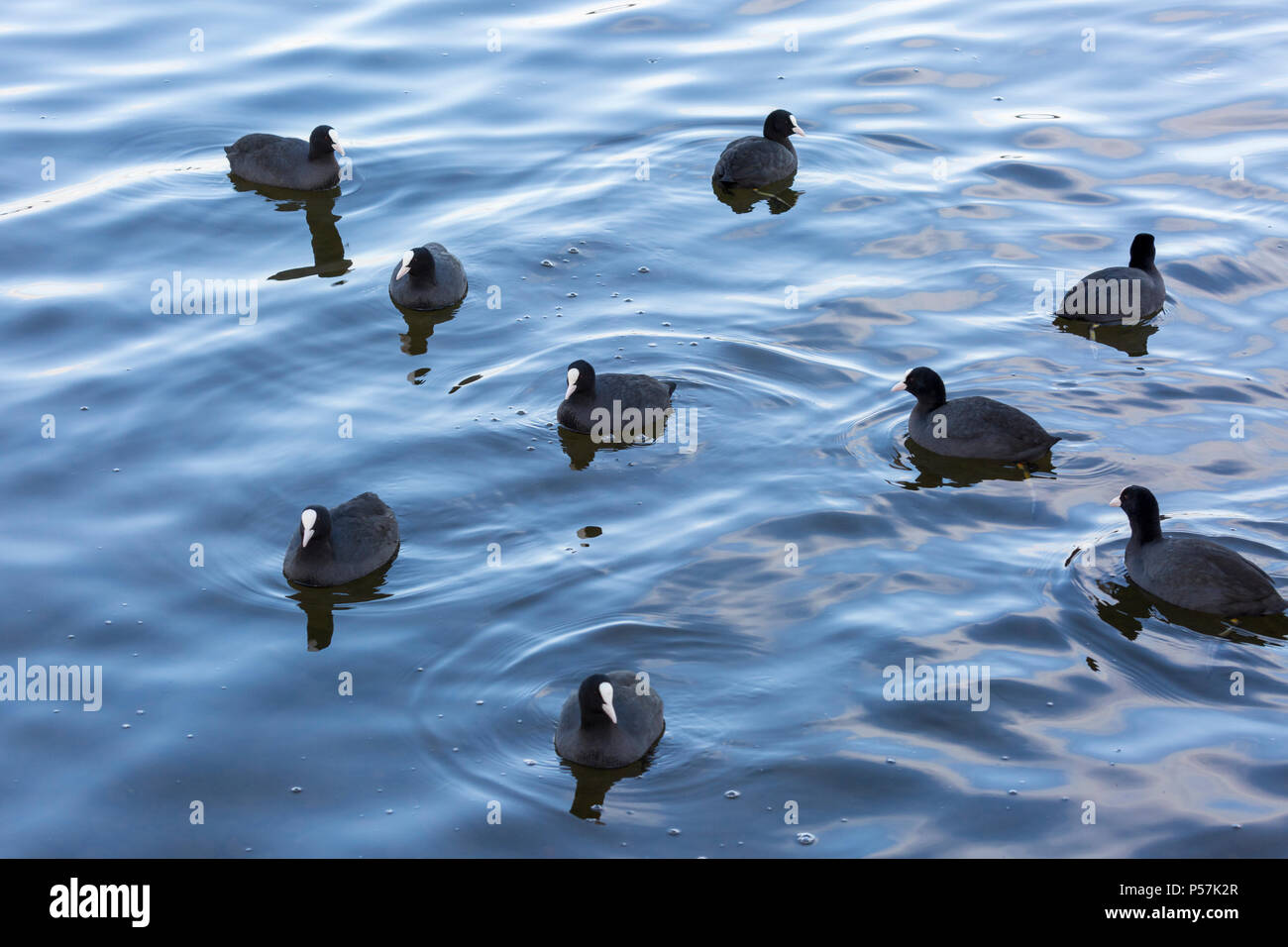 Group white water birds western hi-res stock photography and images - Alamy