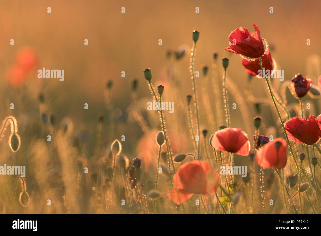 Beautiful back light hi-res stock photography and images - Alamy