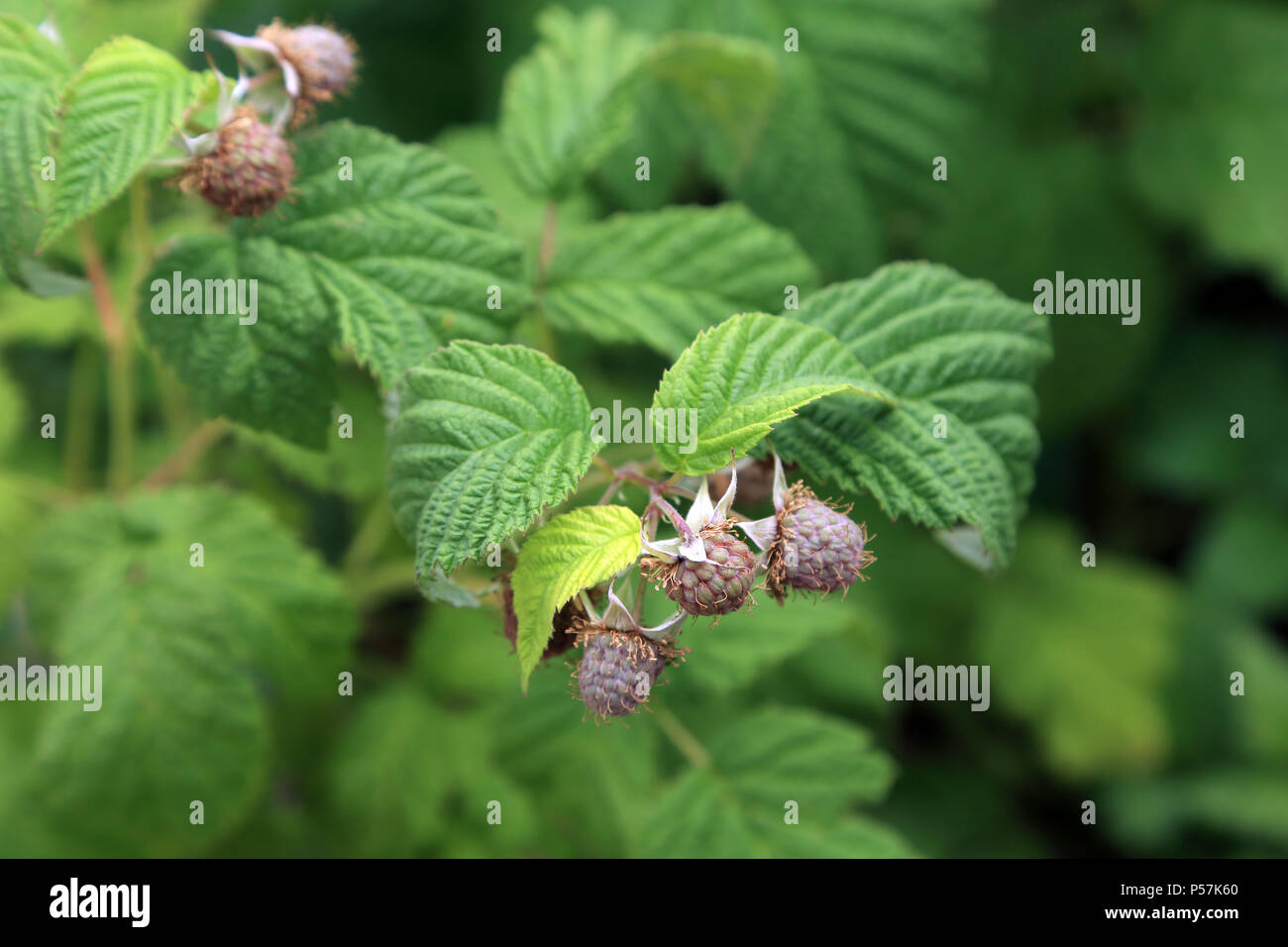 unripe raspberries growing on a bush in a garden, Brabourne Lees, Kent ...