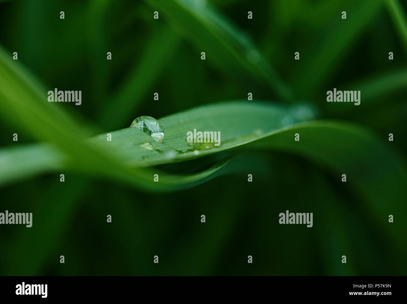 Shatura hi-res stock photography and images - Alamy