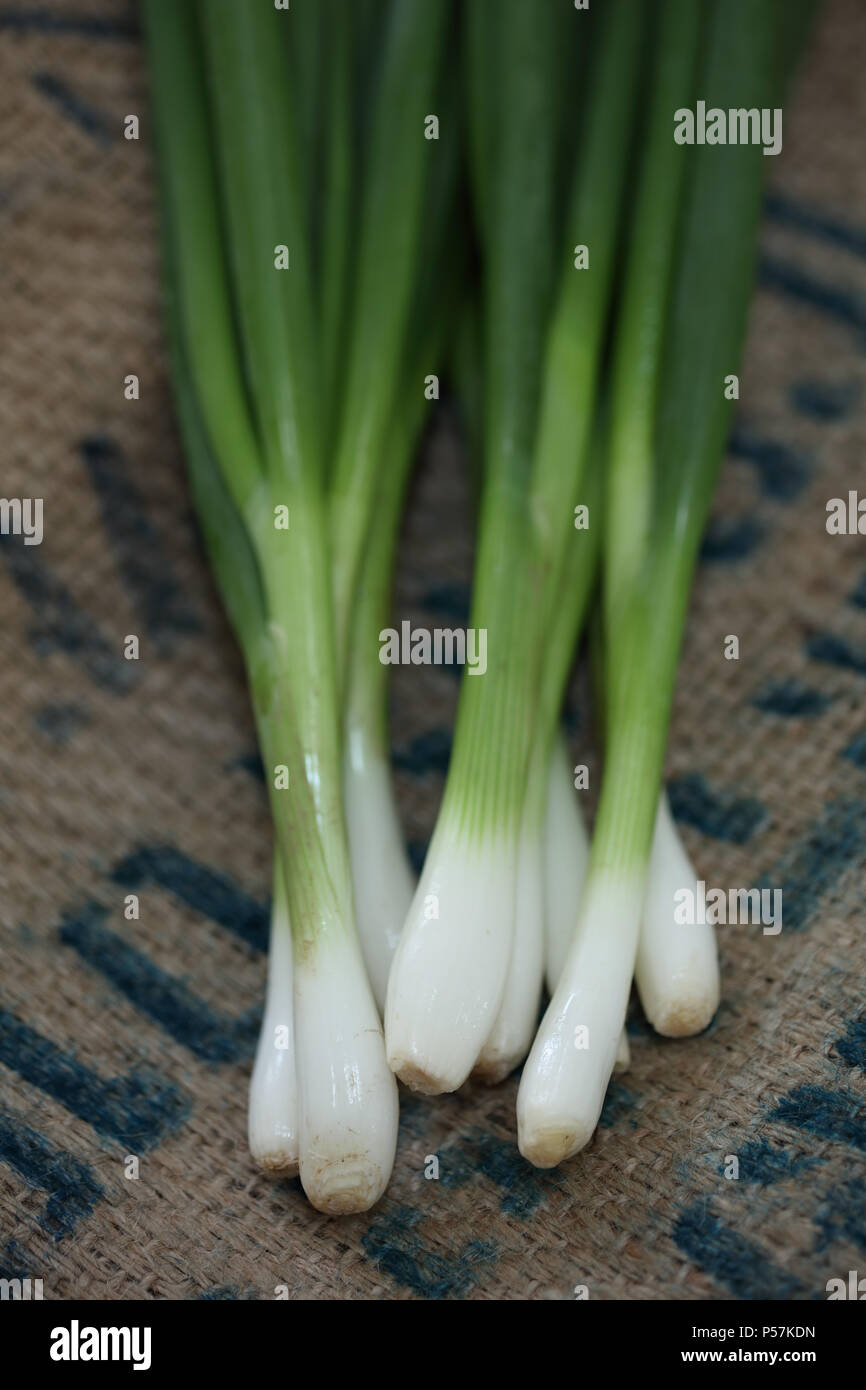 Group of spring onions hi-res stock photography and images - Alamy