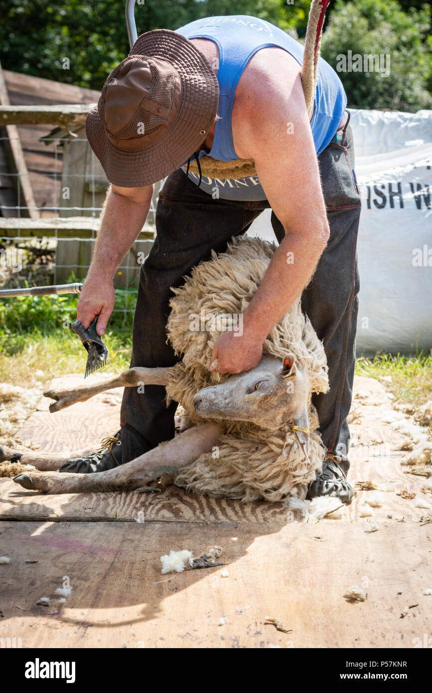 Livestock demonstration hi-res stock photography and images - Alamy