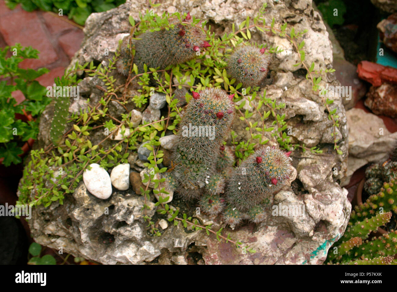 Cacti growing on rock Stock Photo - Alamy