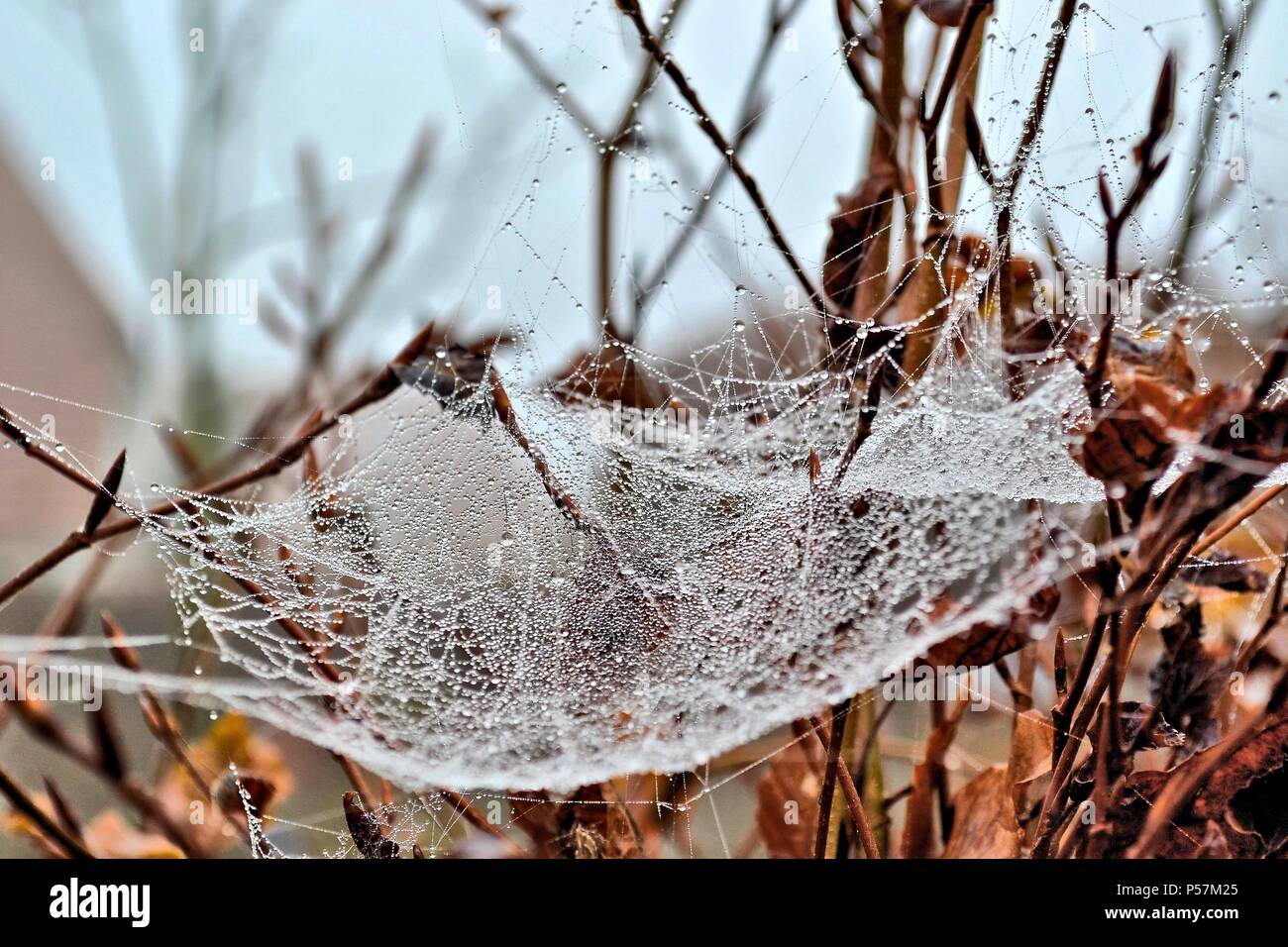 Spider web in autumn Stock Photo - Alamy