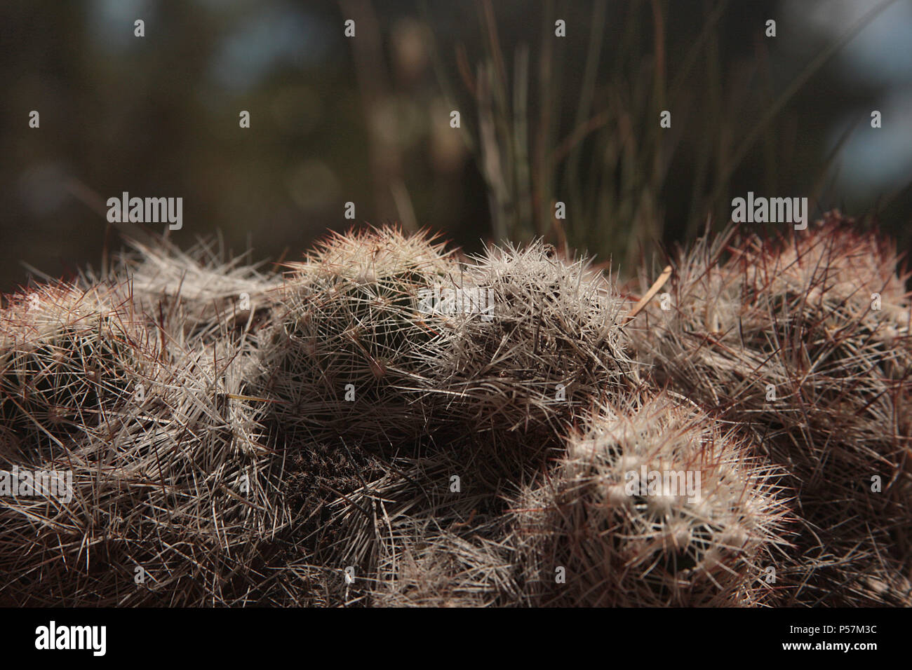 Species of hedgehog cactus hi-res stock photography and images - Alamy
