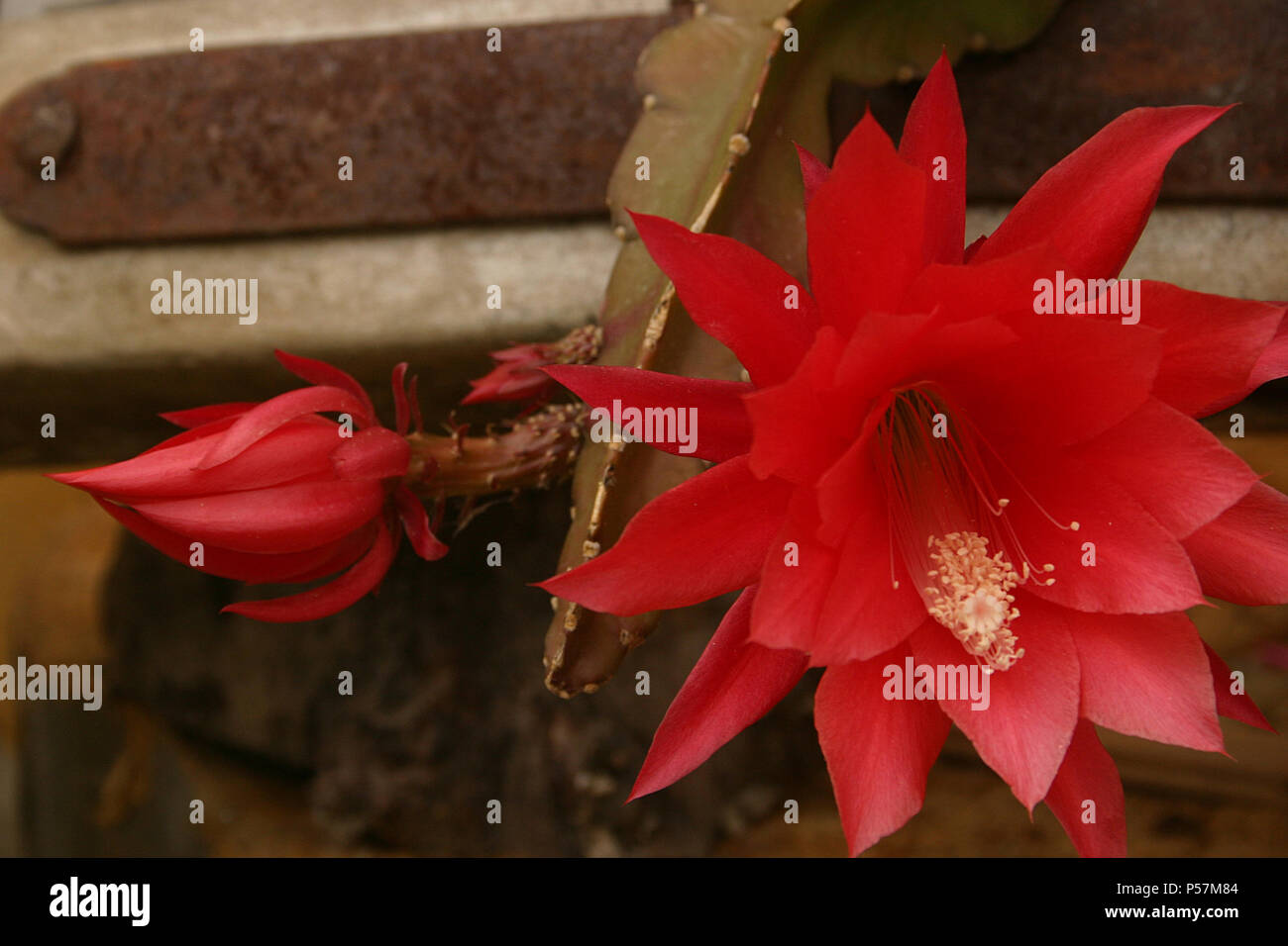 Disocactus ackermannii- Orchid cactus, in bloom Stock Photo - Alamy