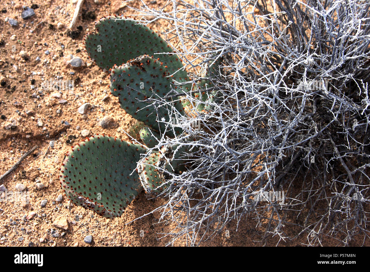 Beavertail cacti in Arizona desert Stock Photo - Alamy