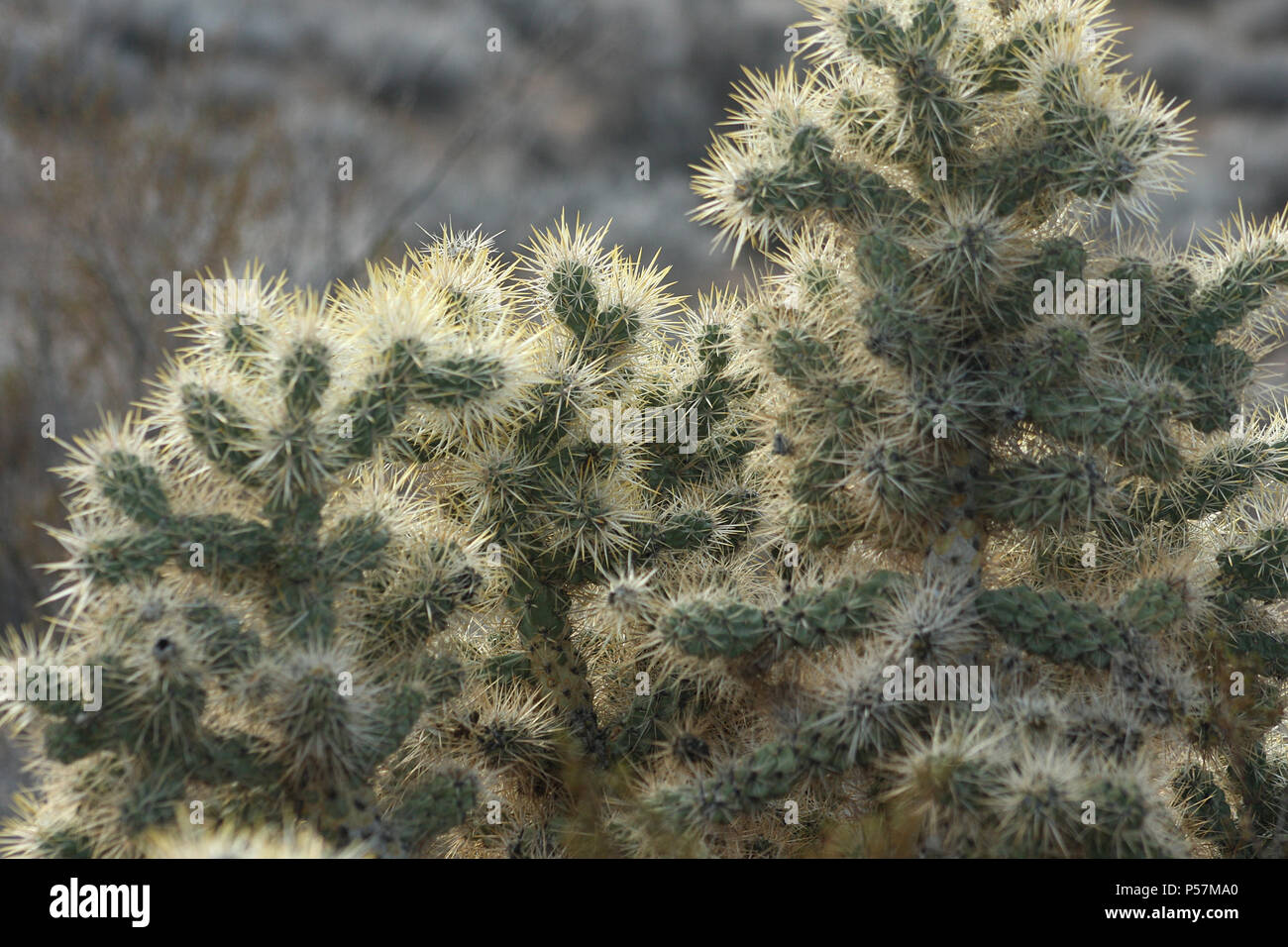 Jumping cholla cactus hi-res stock photography and images - Alamy