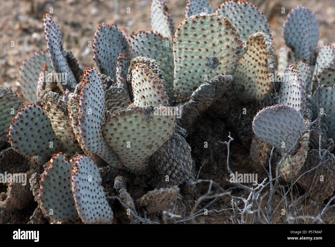Great plains cactus hi-res stock photography and images - Alamy