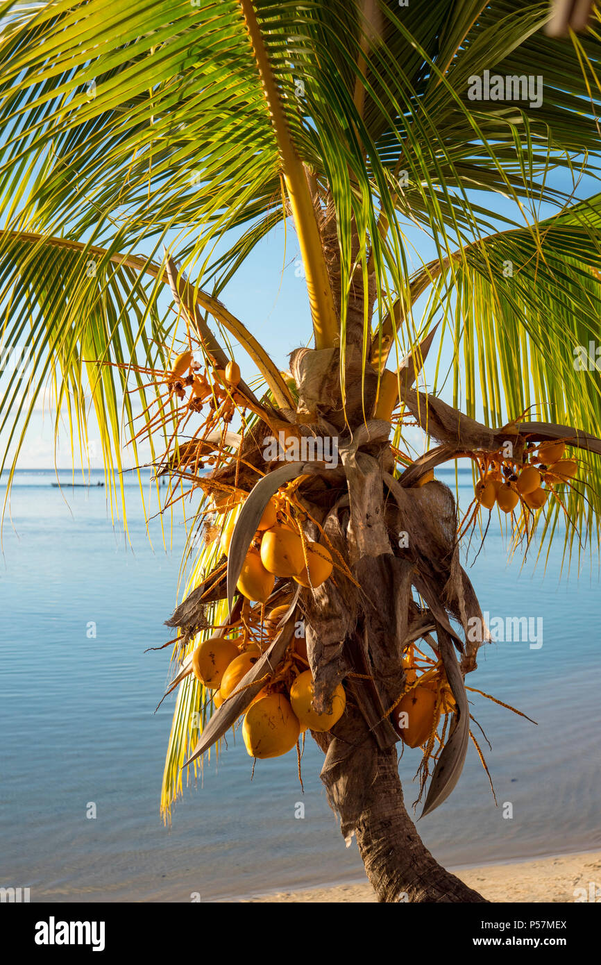 Coconut Palm Tree, Tiahura, Moorea, French Polynesia, South Pacific ...