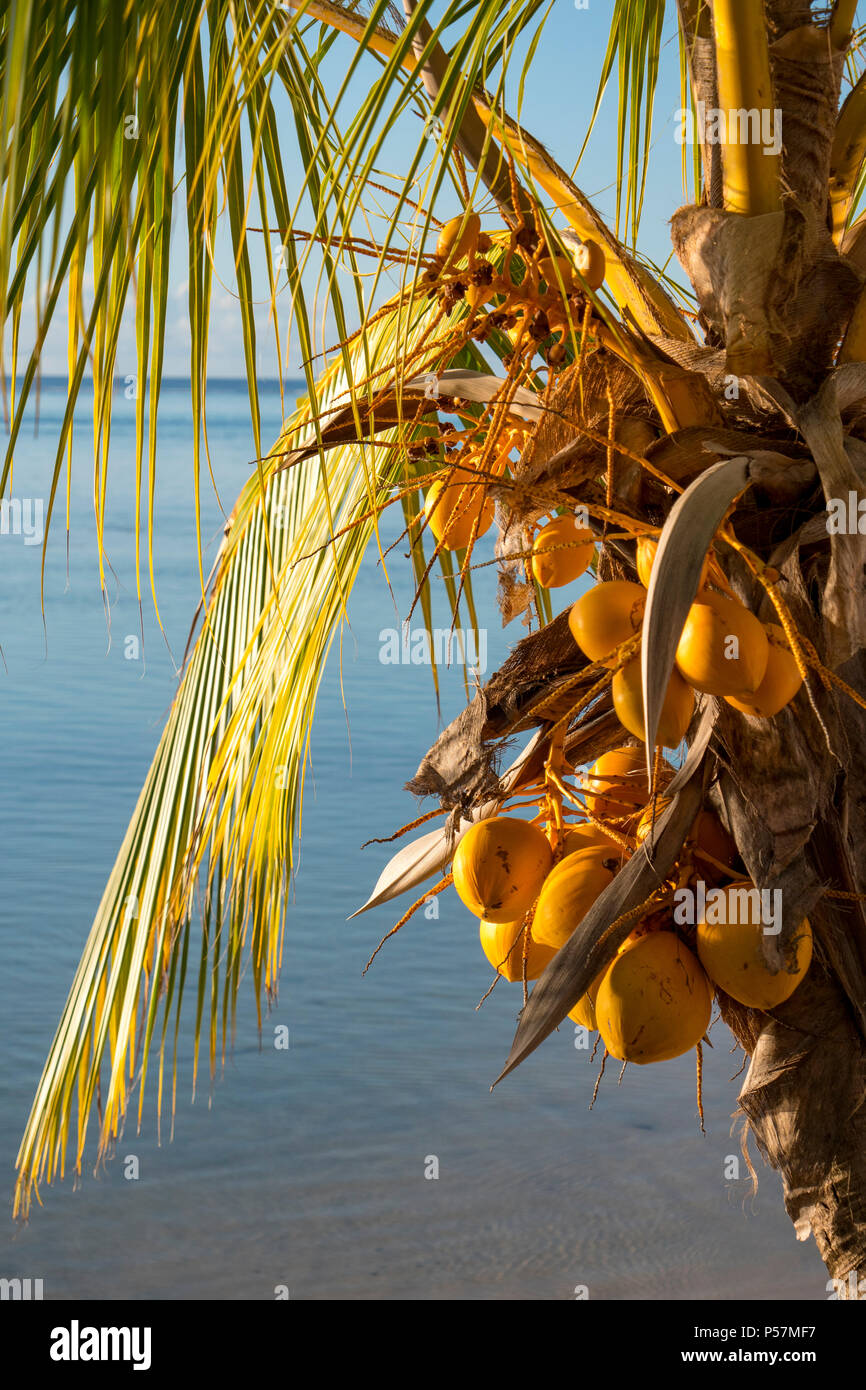 Coconut Palm Tree, Tiahura, Moorea, French Polynesia, South Pacific ...