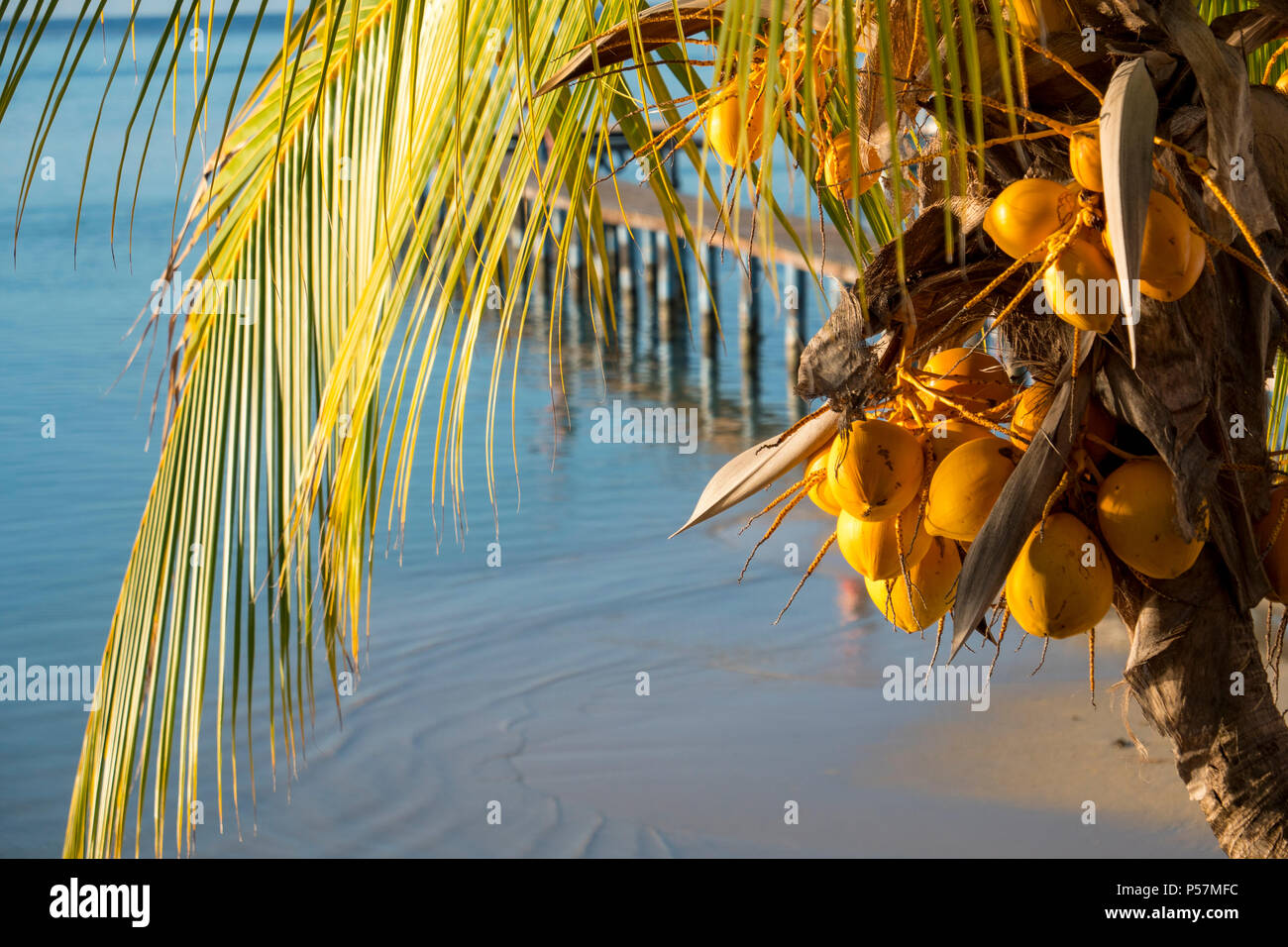 Coconut Palm Tree, Tiahura, Moorea, French Polynesia, South Pacific ...