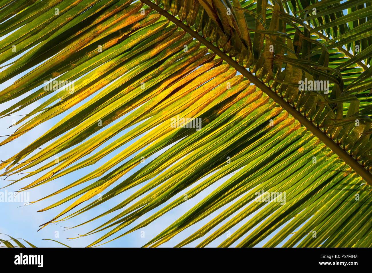 Coconut Palm Tree, Tiahura, Moorea, French Polynesia, South Pacific ...
