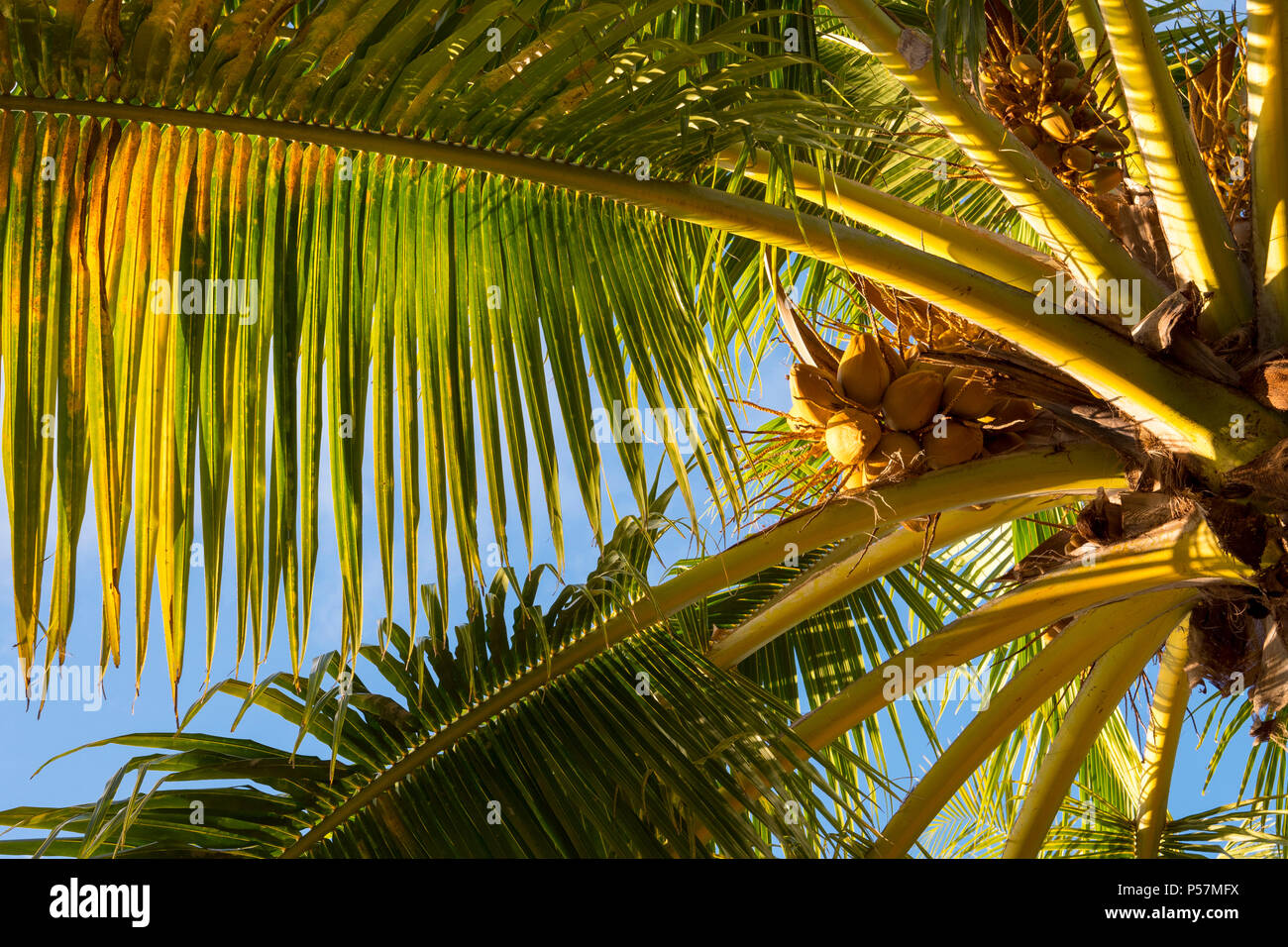 Les tipaniers hi-res stock photography and images - Alamy