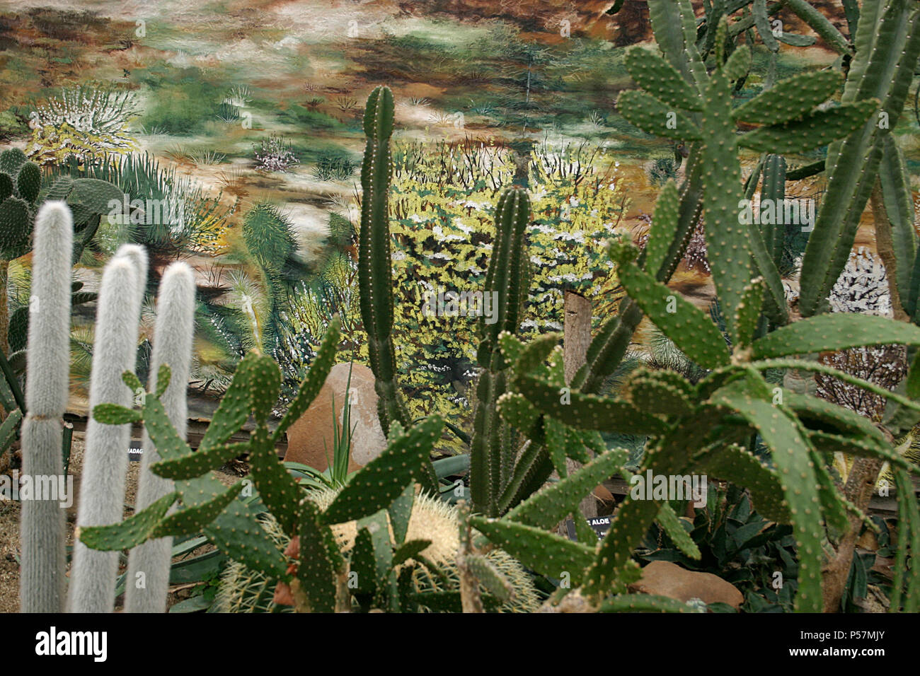 Various cacti species hi-res stock photography and images - Alamy