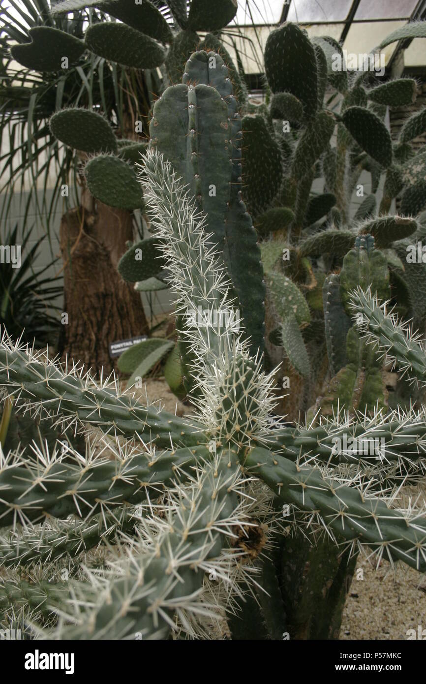 Various cacti species hi-res stock photography and images - Alamy