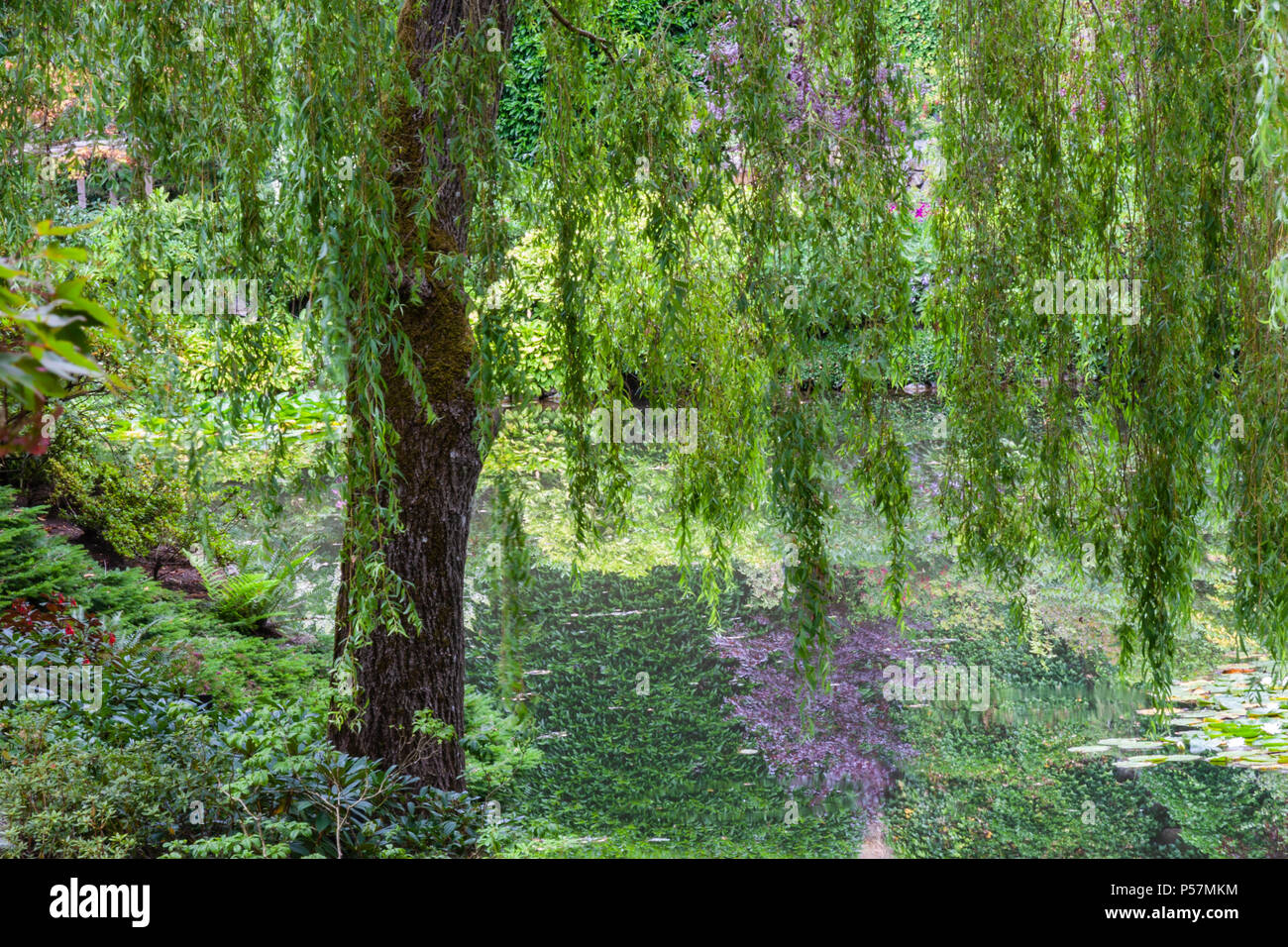 Weeping Willow Tree in Sunken Garden scene in Butchart Gardens ...