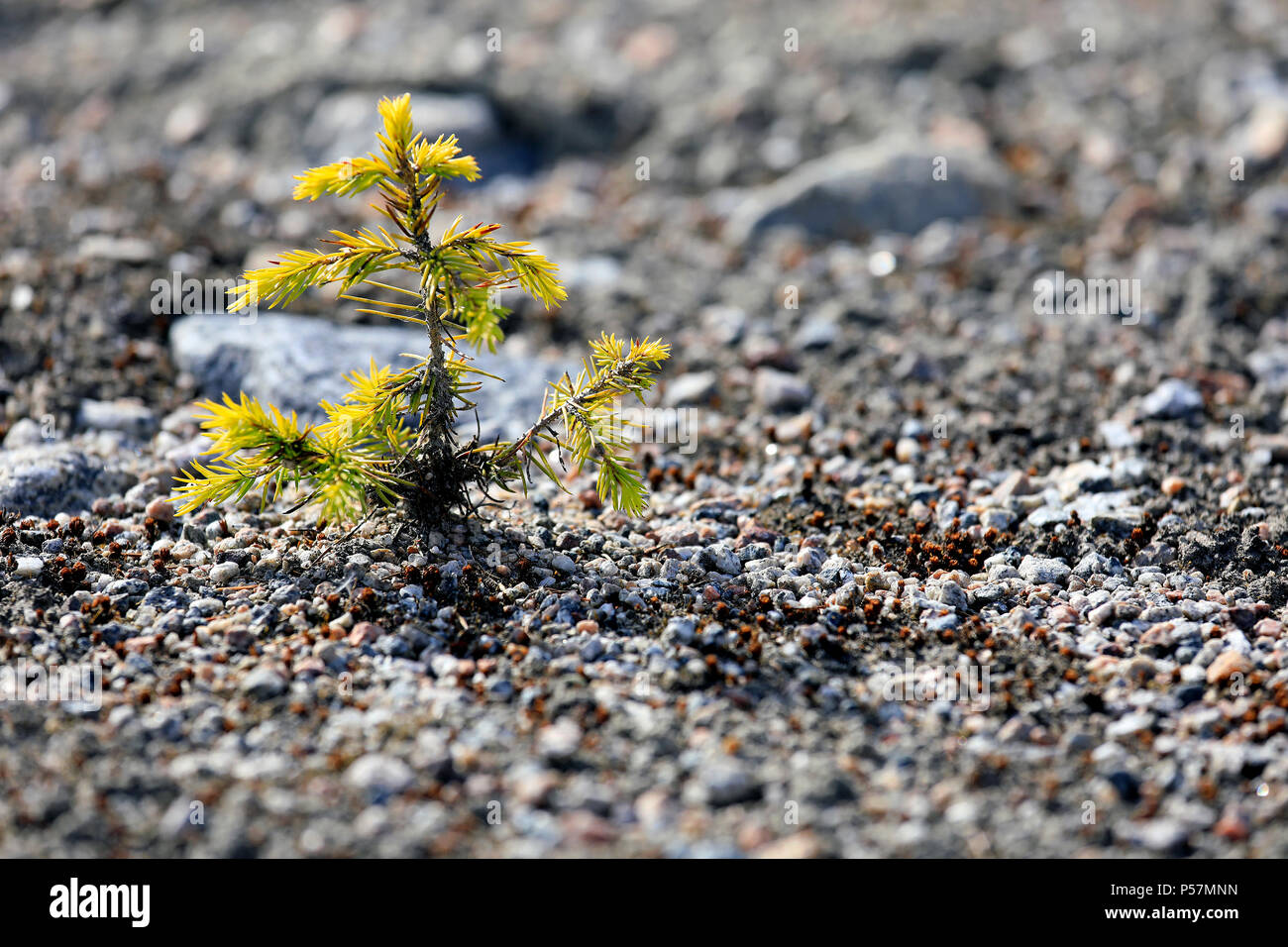 Small growing spruce tree plant turns yellow as it suffers from drought ...