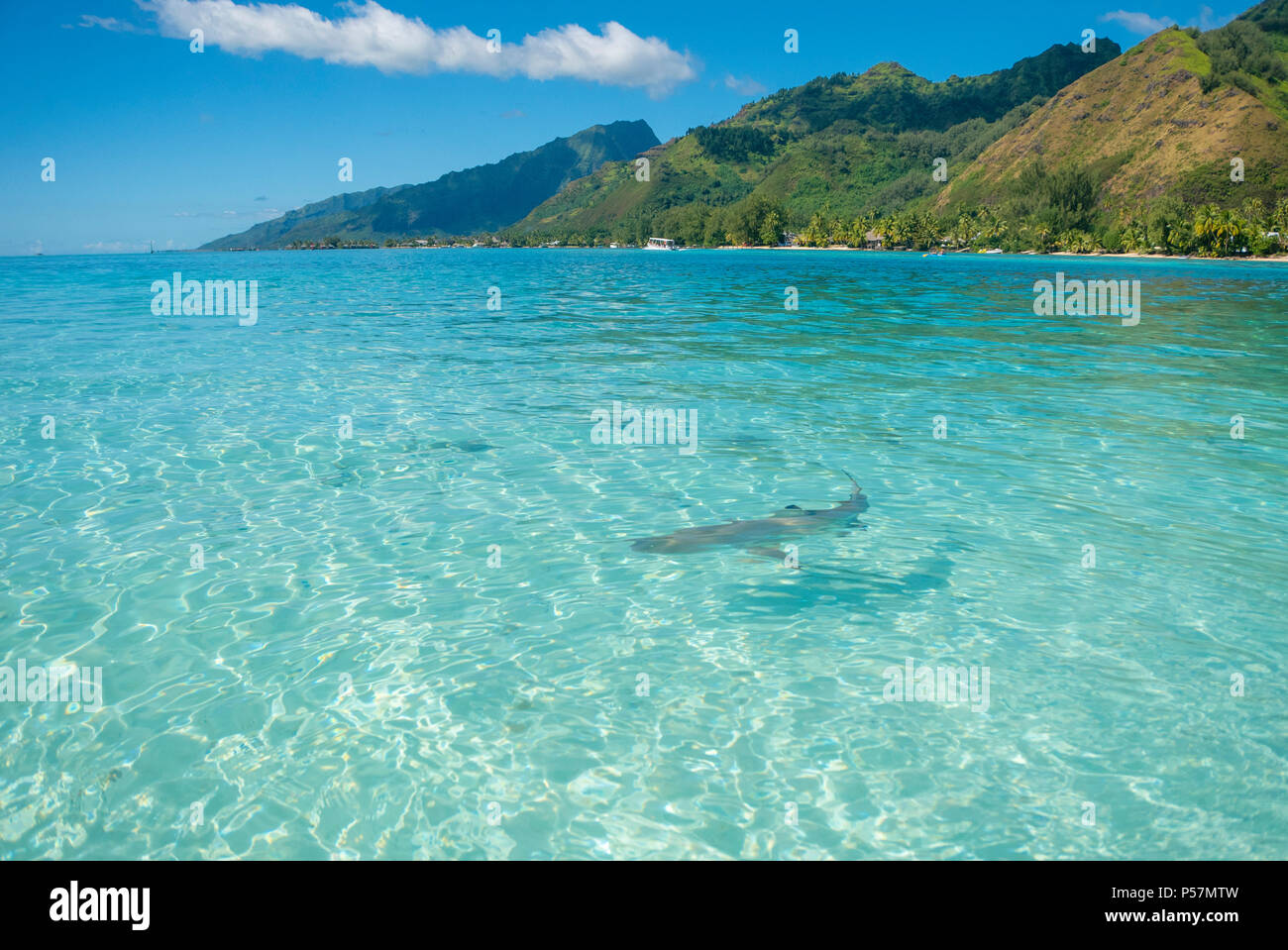 Paul and shark hi-res stock photography and images - Alamy