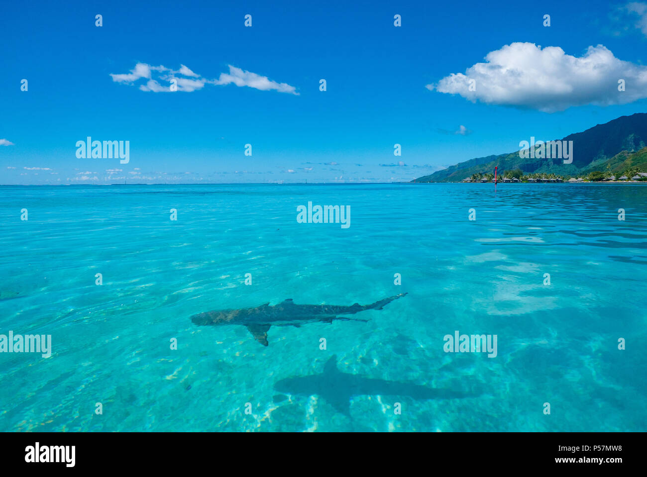 Shark, Tiahura, Moorea, French Polynesia, South Pacific Stock Photo - Alamy