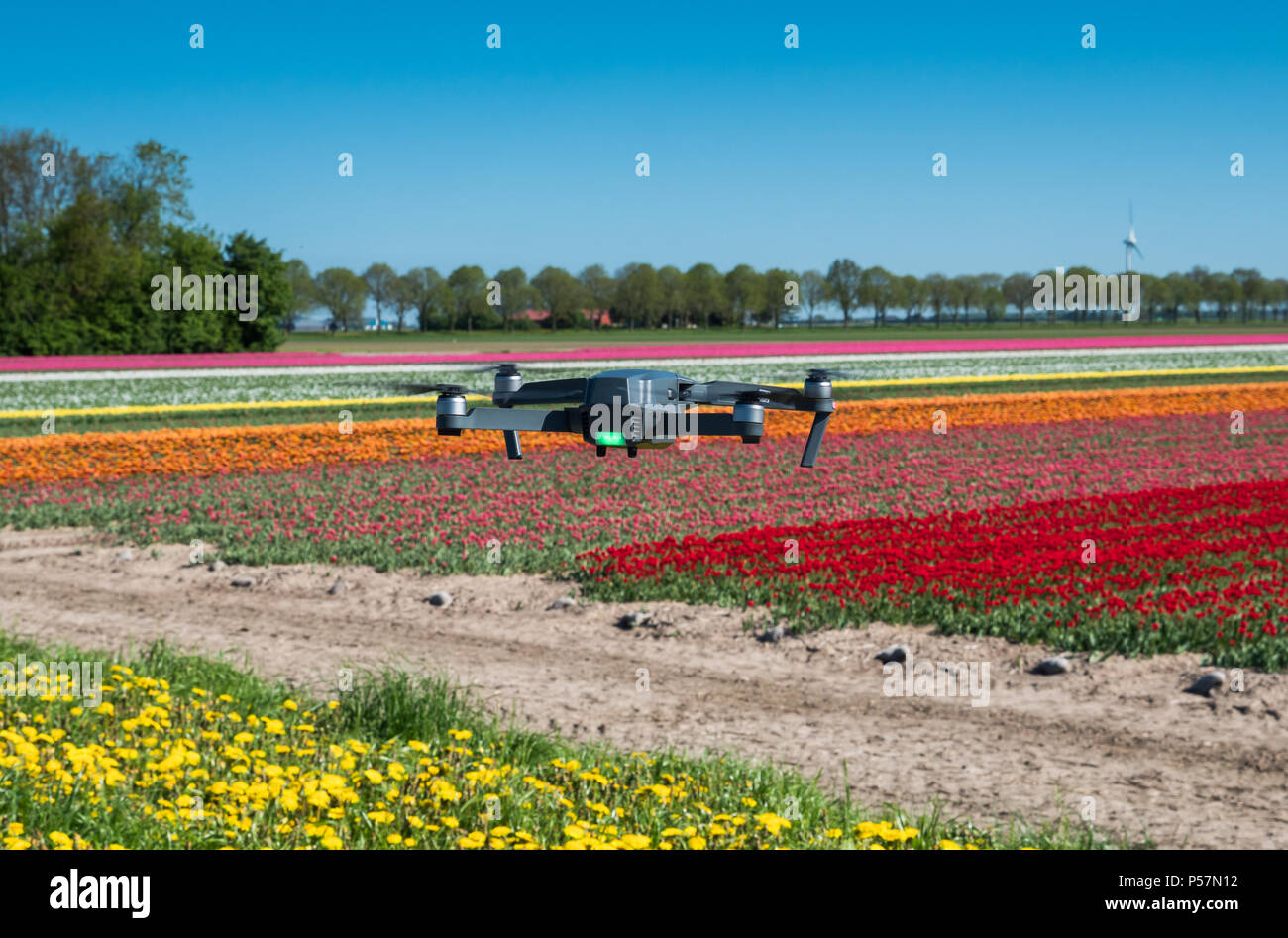 Drone hovers over a tulip field in Dutch landscape Stock Photo - Alamy