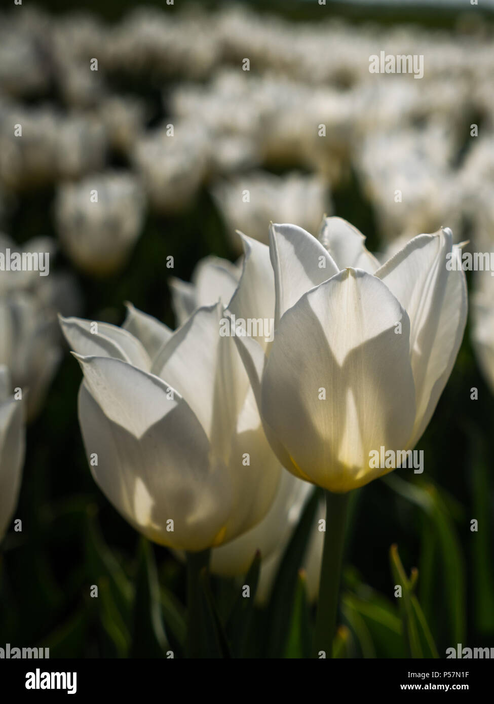 Backlit white tulips hi-res stock photography and images - Alamy