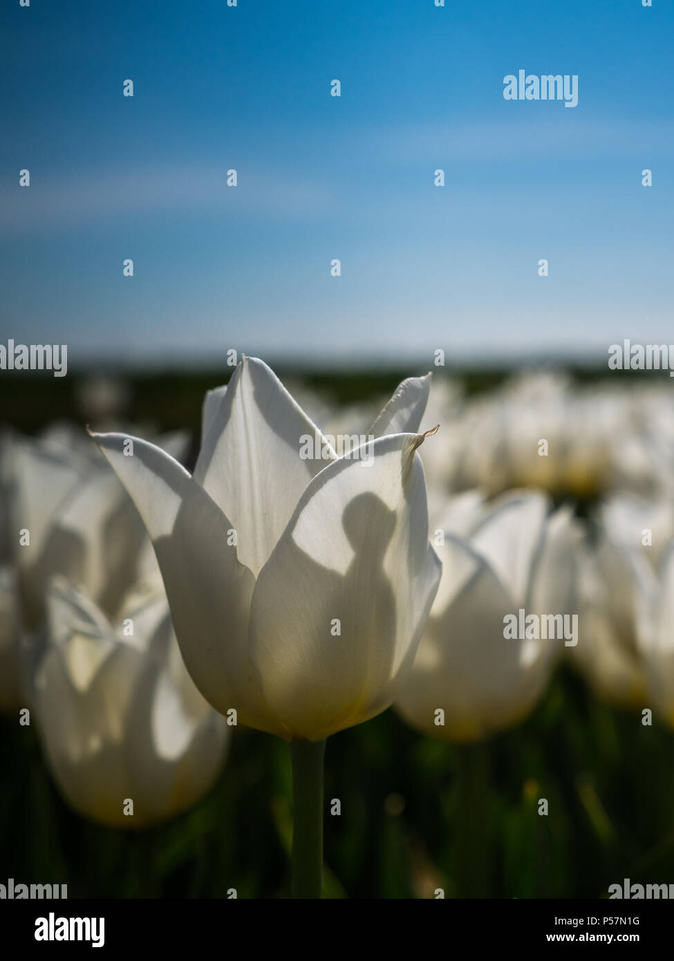 Backlit white tulips hi-res stock photography and images - Alamy