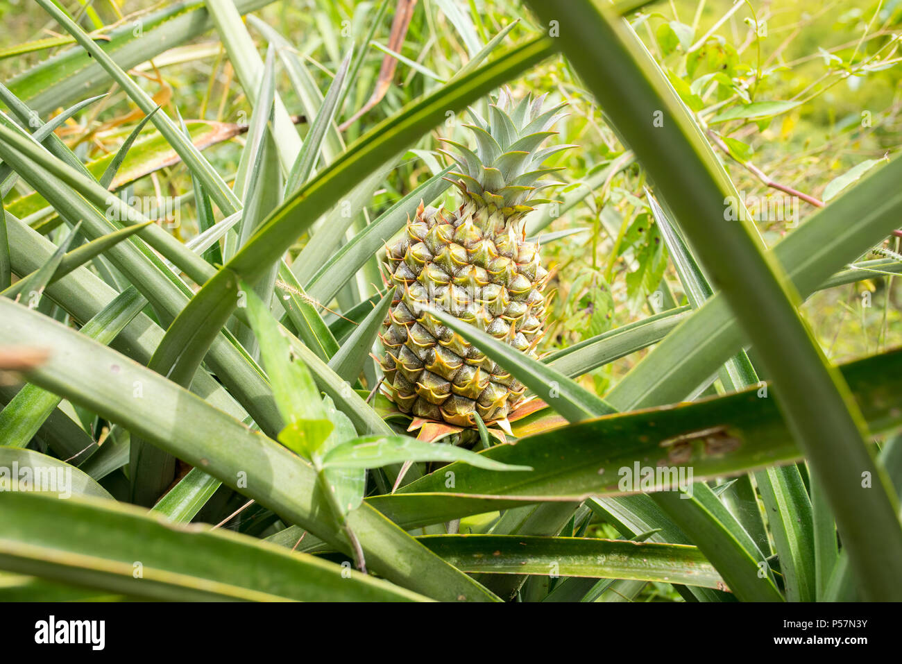 Purple pineapple thistle hi-res stock photography and images - Alamy