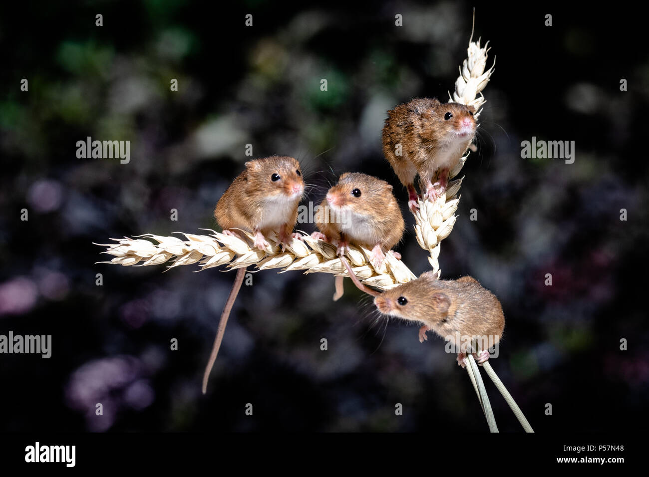 Mouse Nose Close Up High Resolution Stock Photography and Images - Alamy